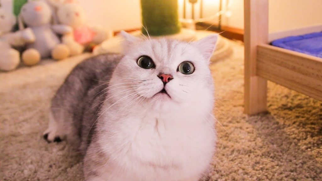 The Relationship With Human And Cat